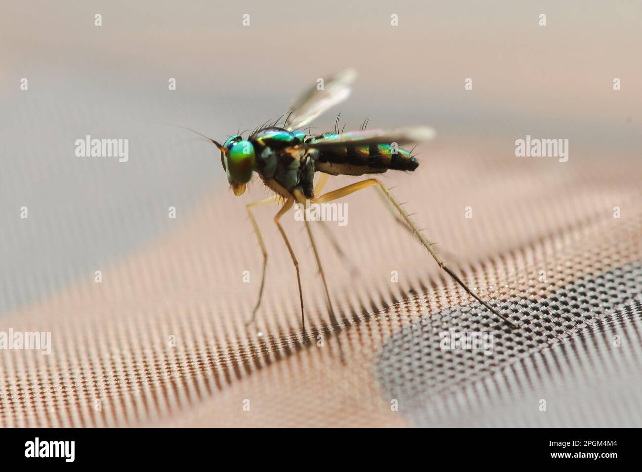 Dolichopodidae (long-legged flies) live in the leaves and grasses with ...