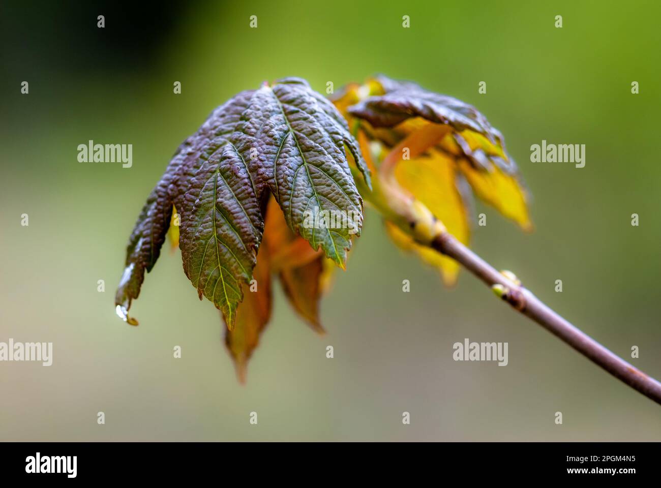 new leaves that grow in spring Stock Photo - Alamy