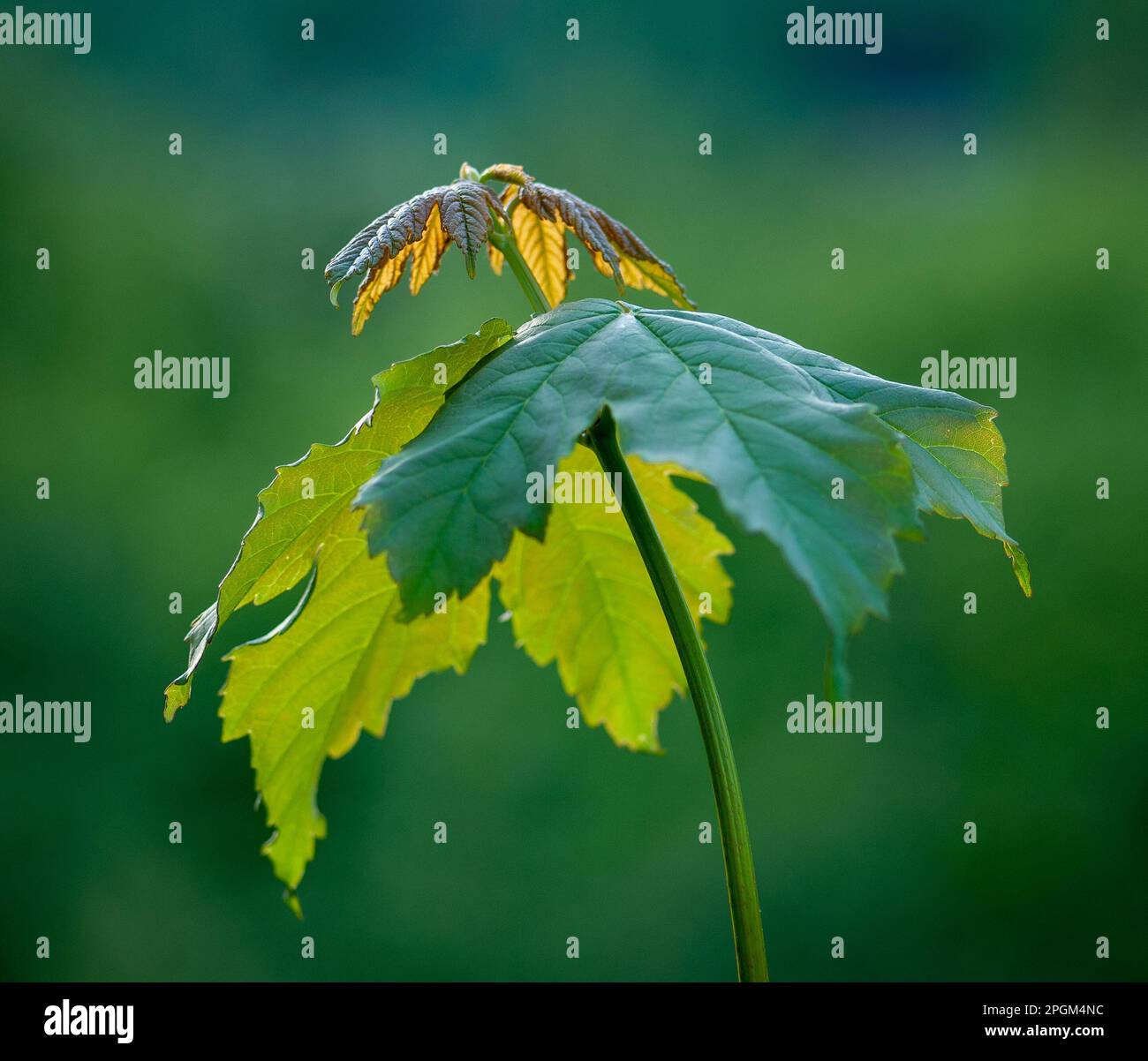 new leaves that grow in spring Stock Photo - Alamy