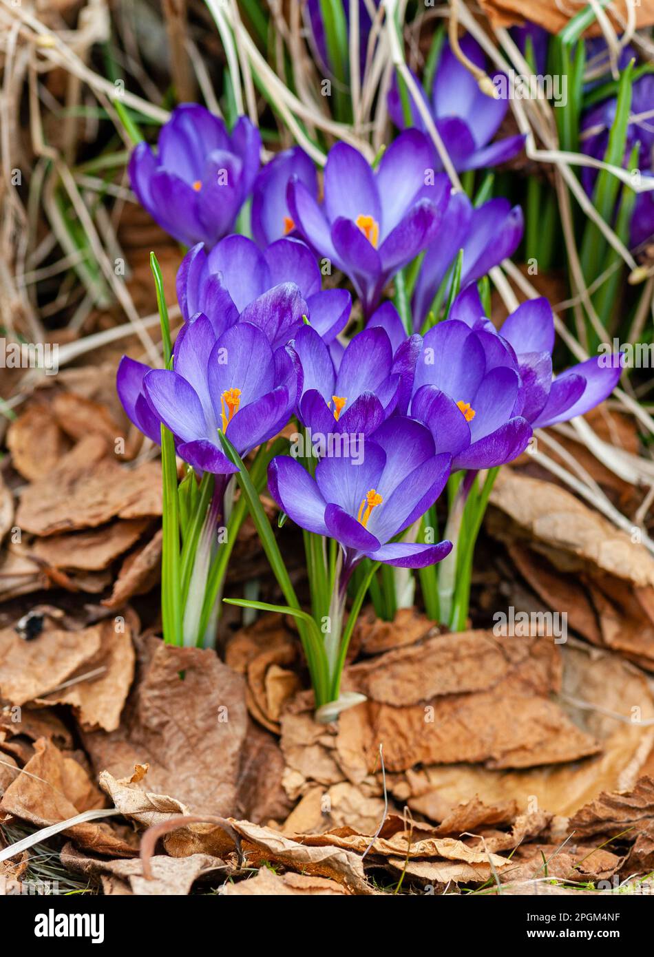 Purple crocus blooming through hi-res stock photography and images - Alamy