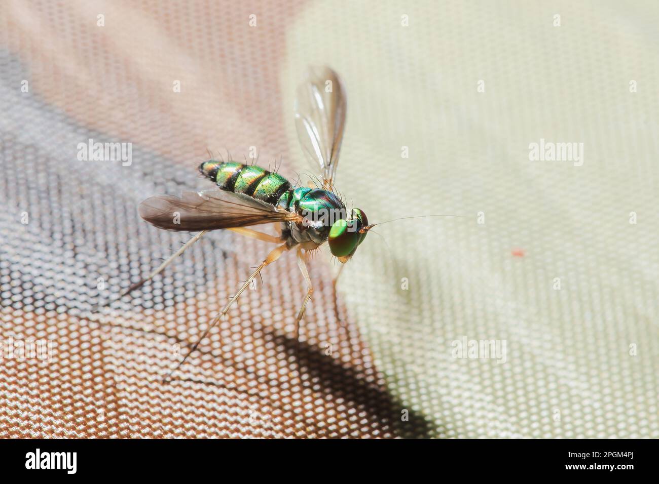 Dolichopodidae (long-legged flies) live in the leaves and grasses with ...