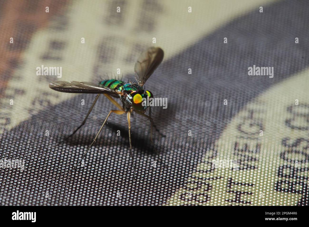 Dolichopodidae (long-legged flies) live in the leaves and grasses with ...