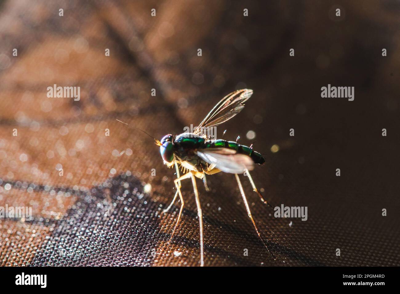 Predators of other insects hi-res stock photography and images - Alamy