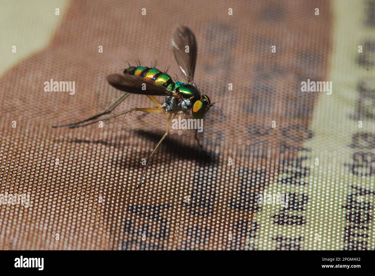 Dolichopodidae (long-legged flies) live in the leaves and grasses with ...