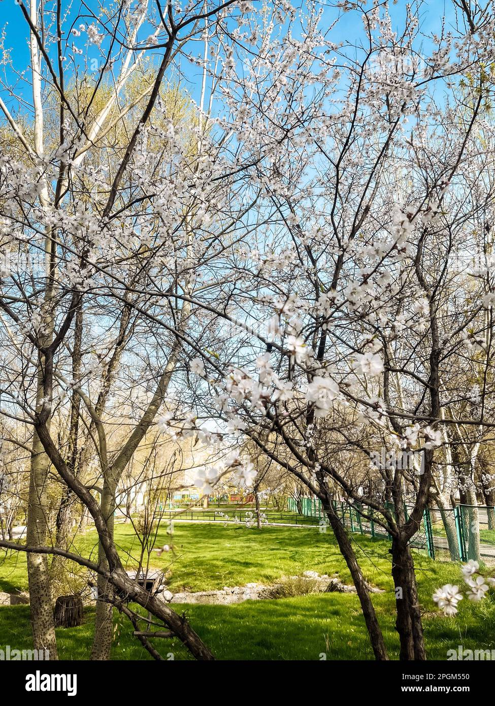 cherry blossoms in spring in the garden of Almaty Stock Photo - Alamy