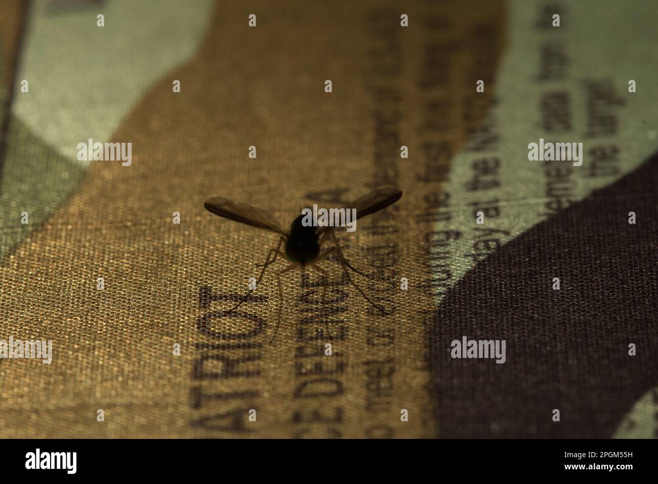 Dolichopodidae (long-legged flies) live in the leaves and grasses with ...