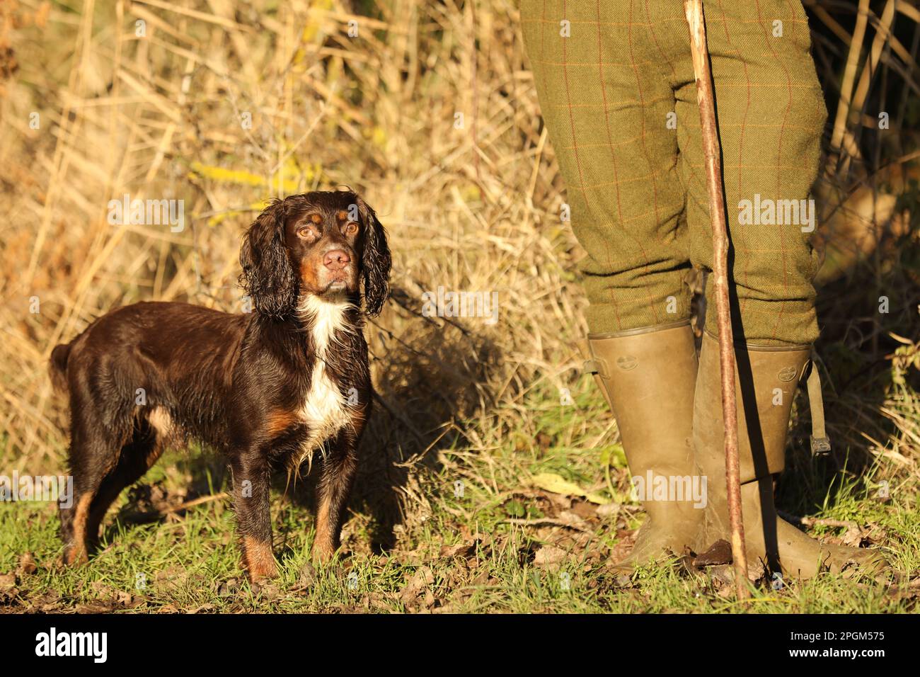 A dog and its owner beating on a shoot Stock Photo - Alamy