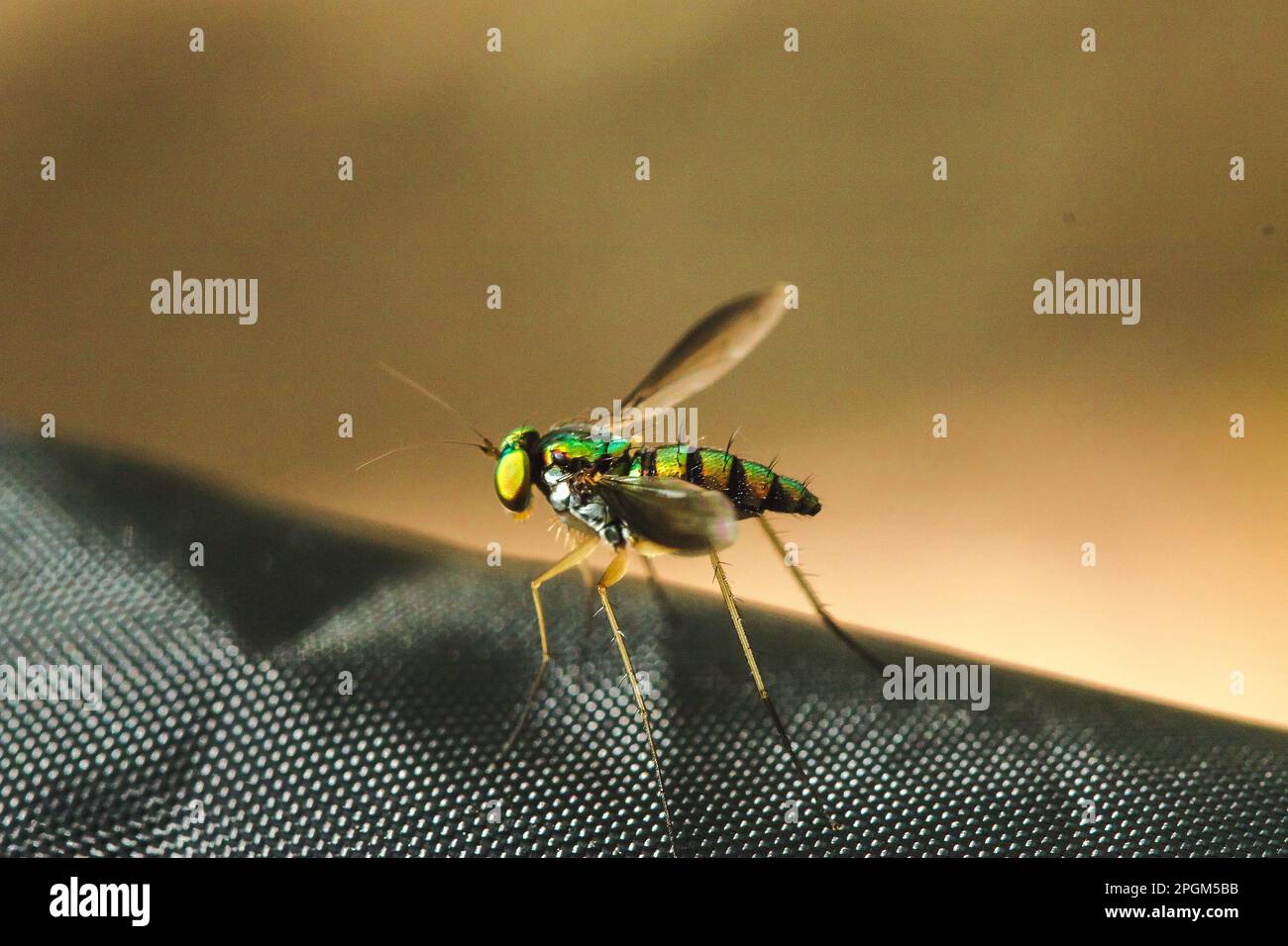 Dolichopodidae (long-legged flies) live in the leaves and grasses with ...