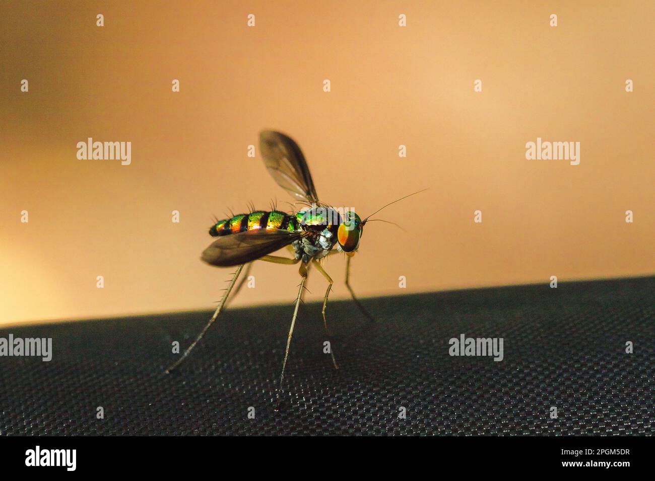 Dolichopodidae (long-legged flies) live in the leaves and grasses with ...