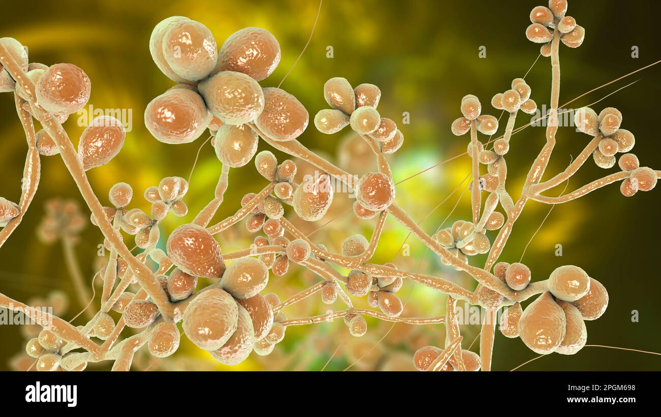 Fungus sporothrix schenckii hi-res stock photography and images - Alamy