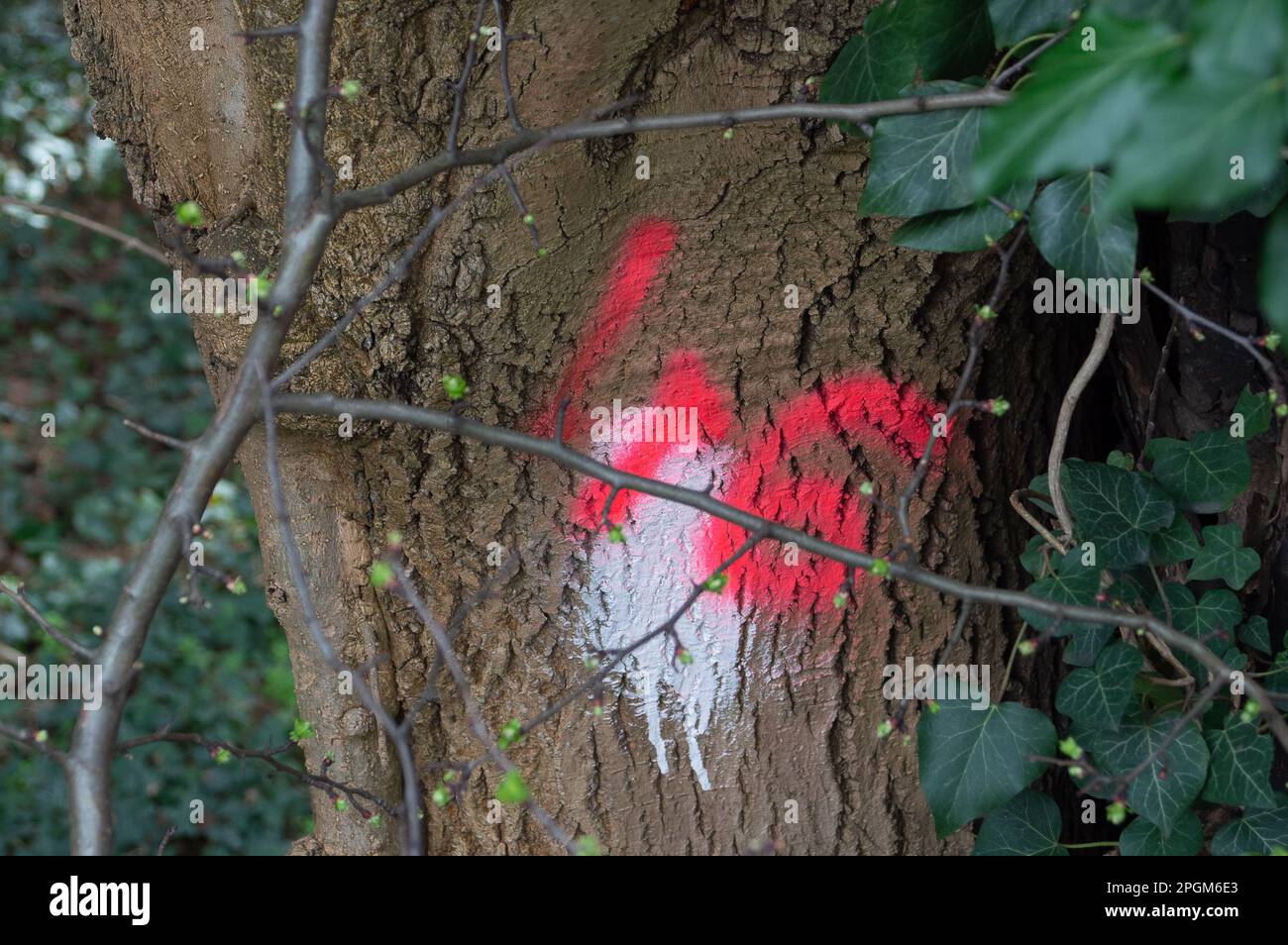 Bray, Maidenhead, Berkshire, UK. 23rd March, 2023. Trees marked for ...