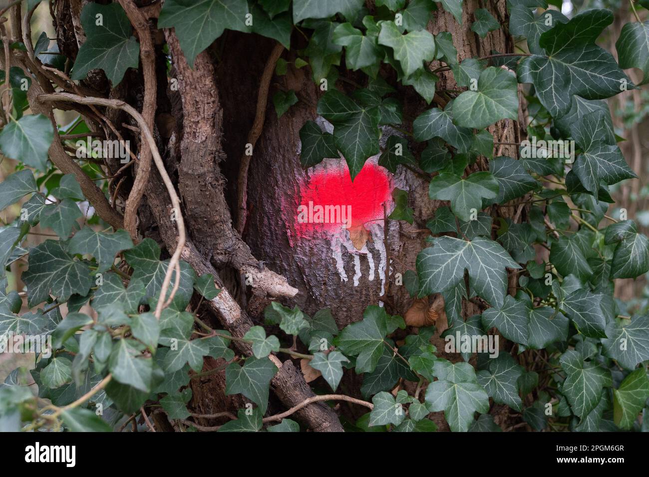 Bray, Maidenhead, Berkshire, UK. 23rd March, 2023. Trees marked for ...