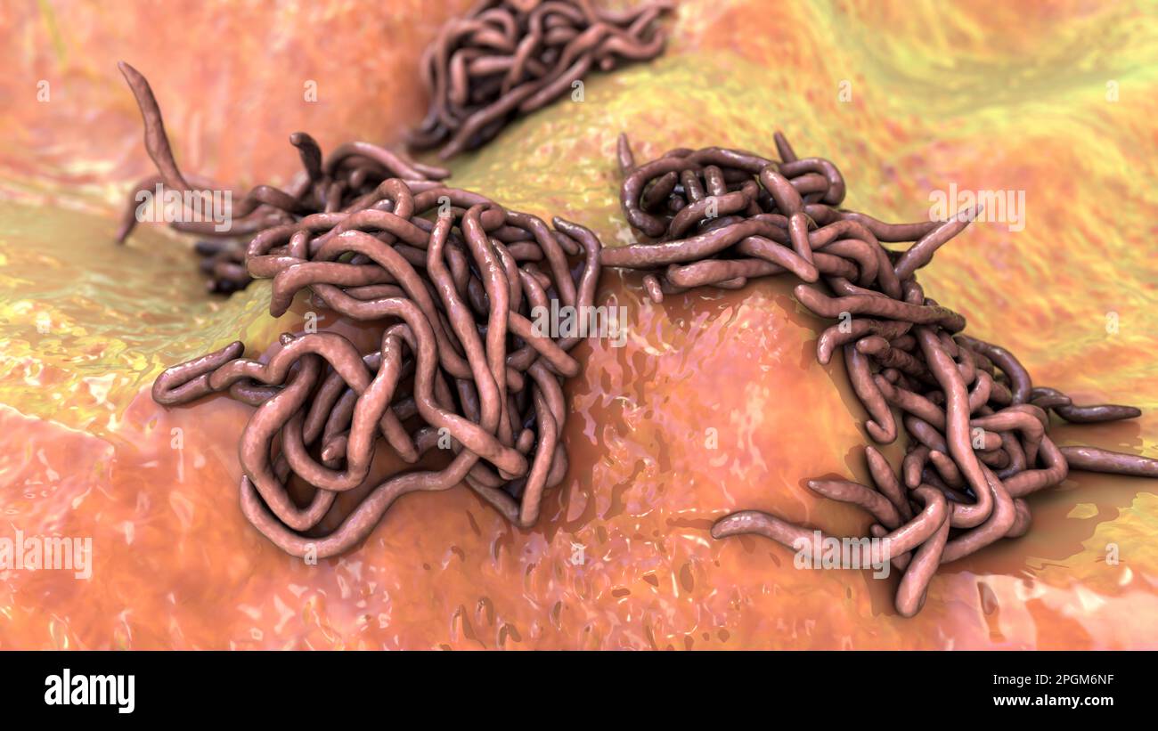 Roundworms Are What Type Of Biohazard Pathogenic Bacteria at Orville ...