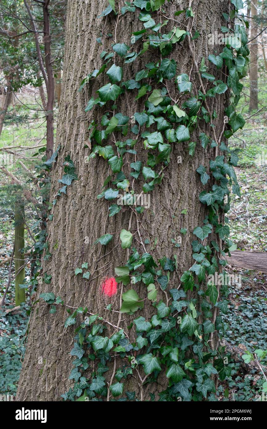 Bray, Maidenhead, Berkshire, UK. 23rd March, 2023. Trees marked for ...