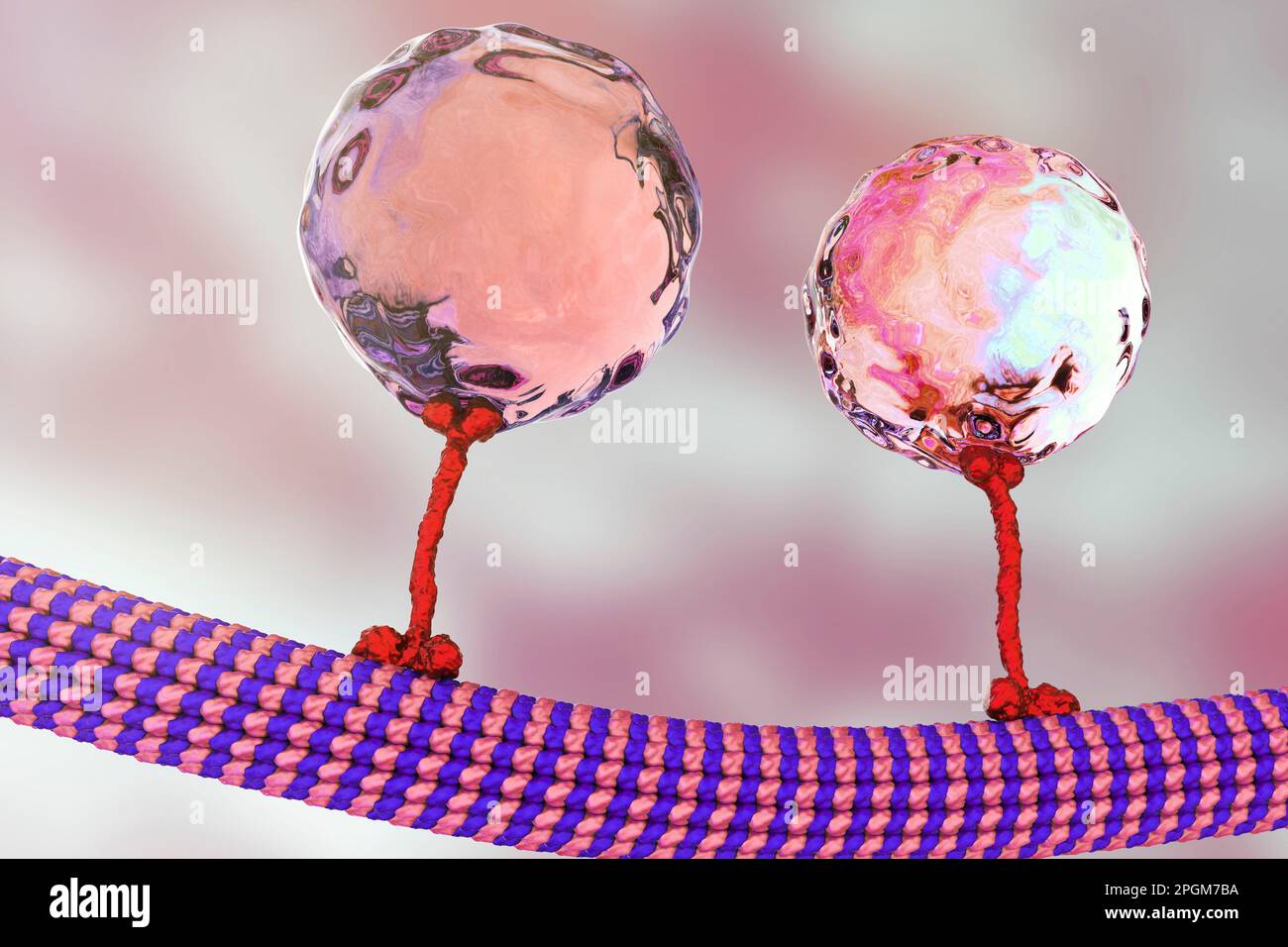 Kinesin motor protein hi-res stock photography and images - Alamy