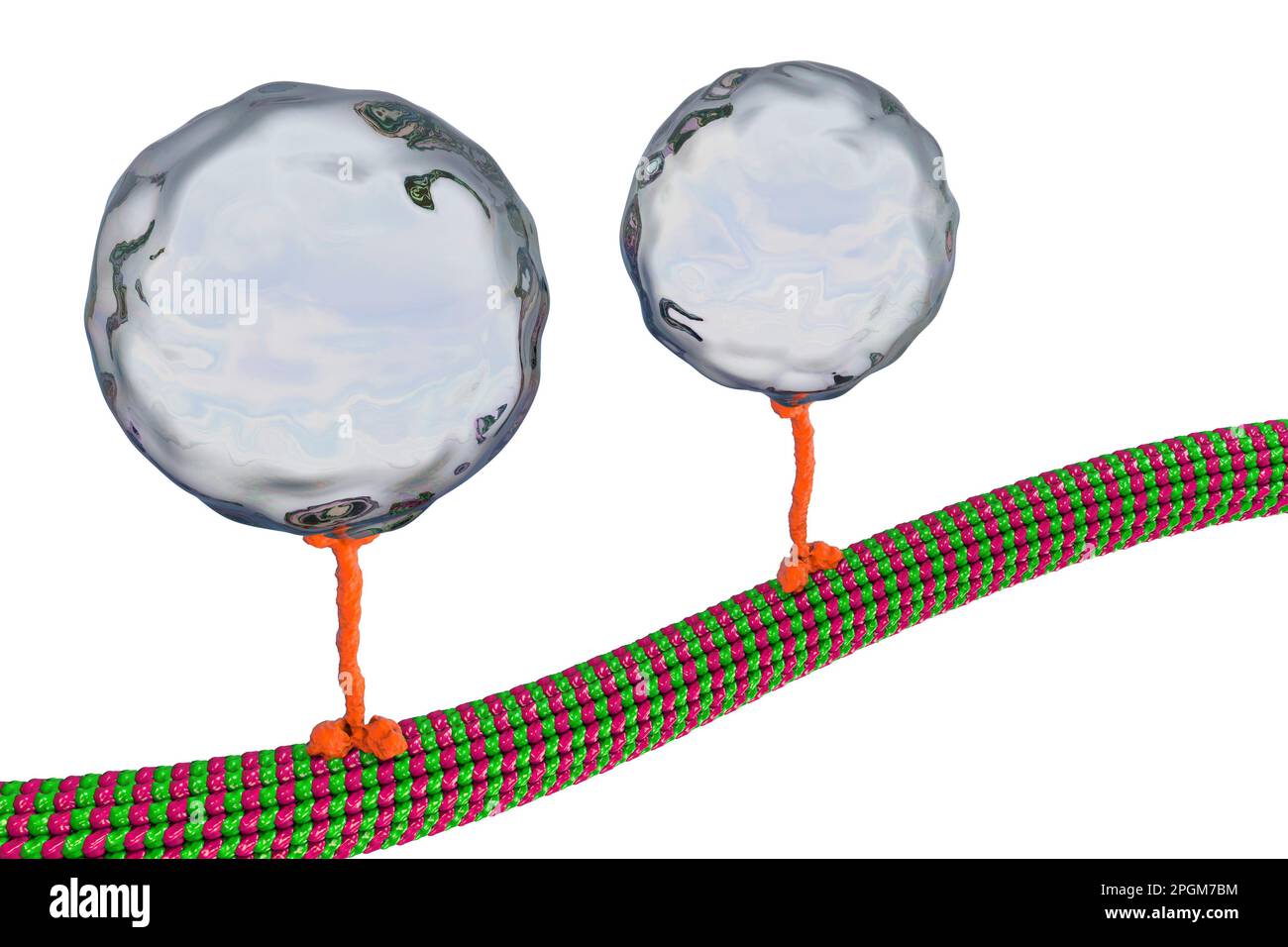 Kinesin motor protein hi-res stock photography and images - Alamy