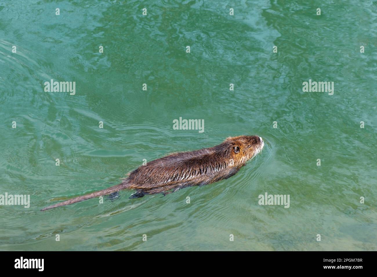 Nutria, the middle plan of a nutria floating on a river, lake or pond ...