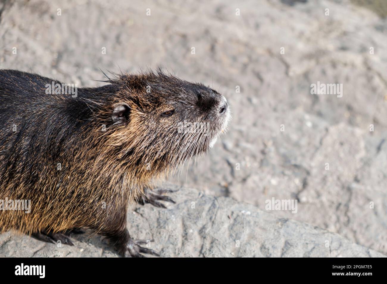 Nutria, close-up view of the side of the snout of the nutria looking to ...