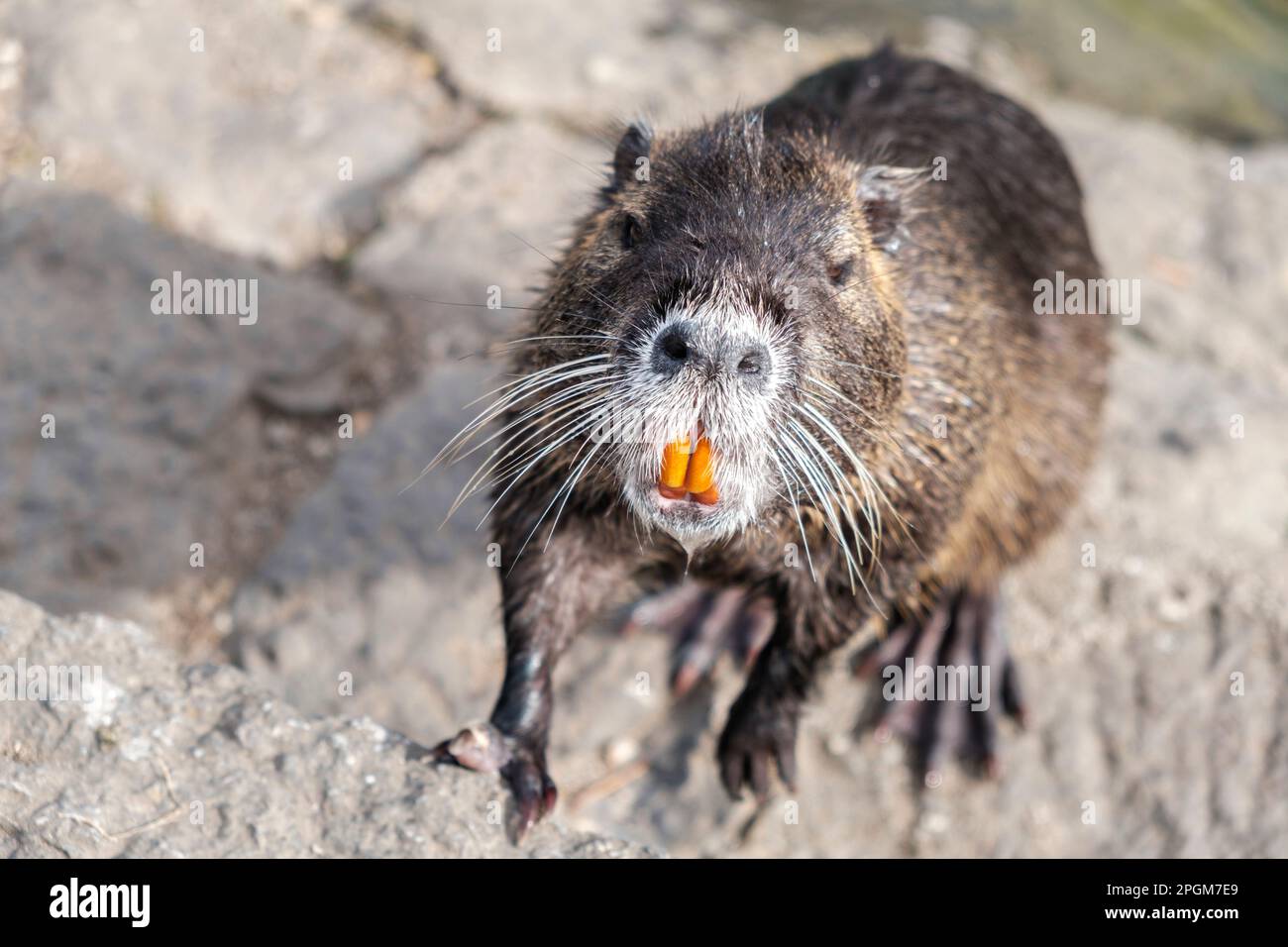 Rat rodent teeth hi-res stock photography and images - Alamy