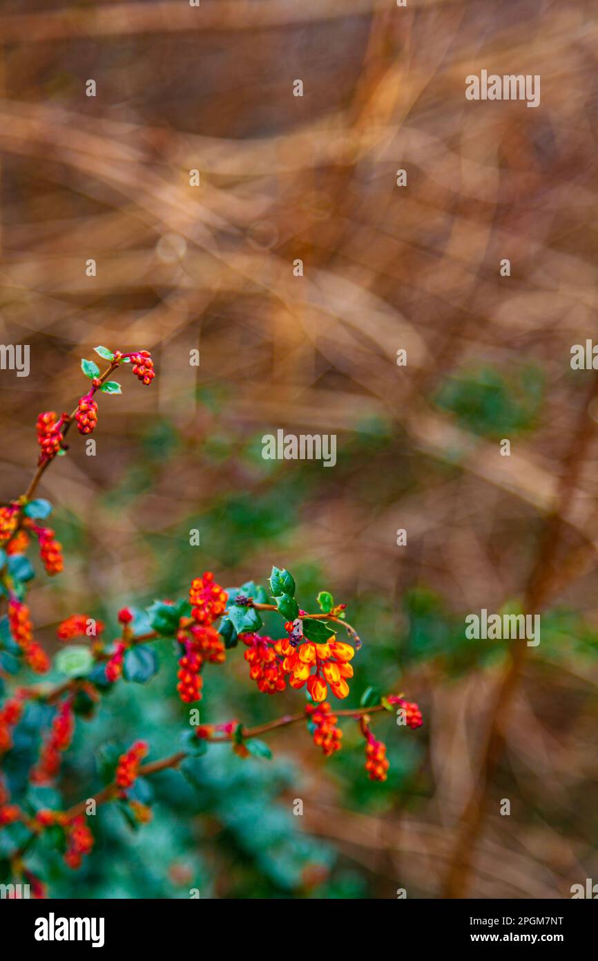 First sign of spring in Victoria British Columbia Canada Stock Photo ...