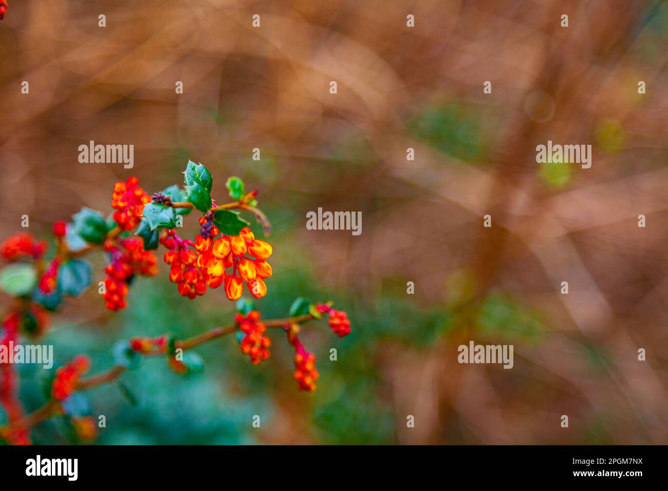 First sign of spring in Victoria British Columbia Canada Stock Photo ...