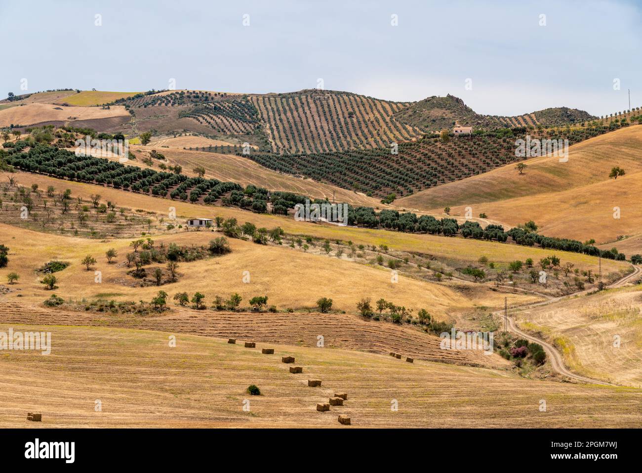 Countryside of Spain. Hills with agriculture. Avocado tree, orange tree ...