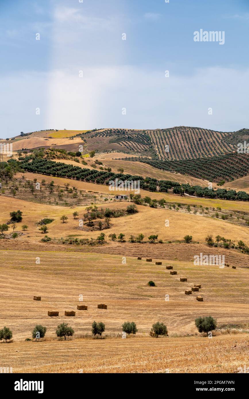 Countryside of Spain. Hills with agriculture. Avocado tree, orange tree ...