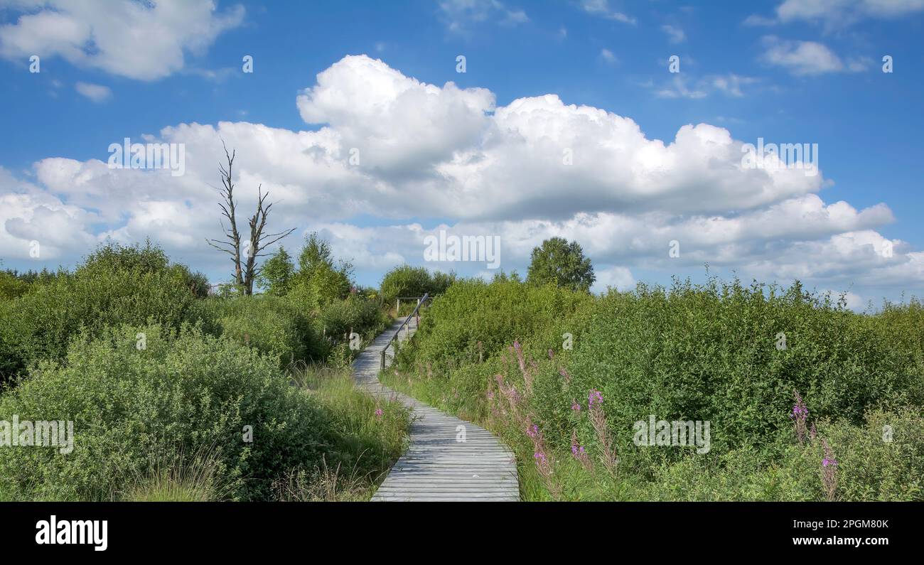Footpath in Hohes Venn Nature Park,the Eifel,Germany and Belgium Stock ...