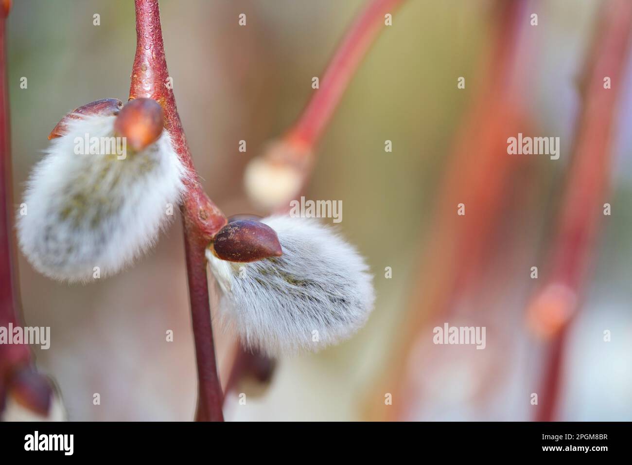 closeup on buds of Salix , family Salicaceae, macro photo Stock Photo ...