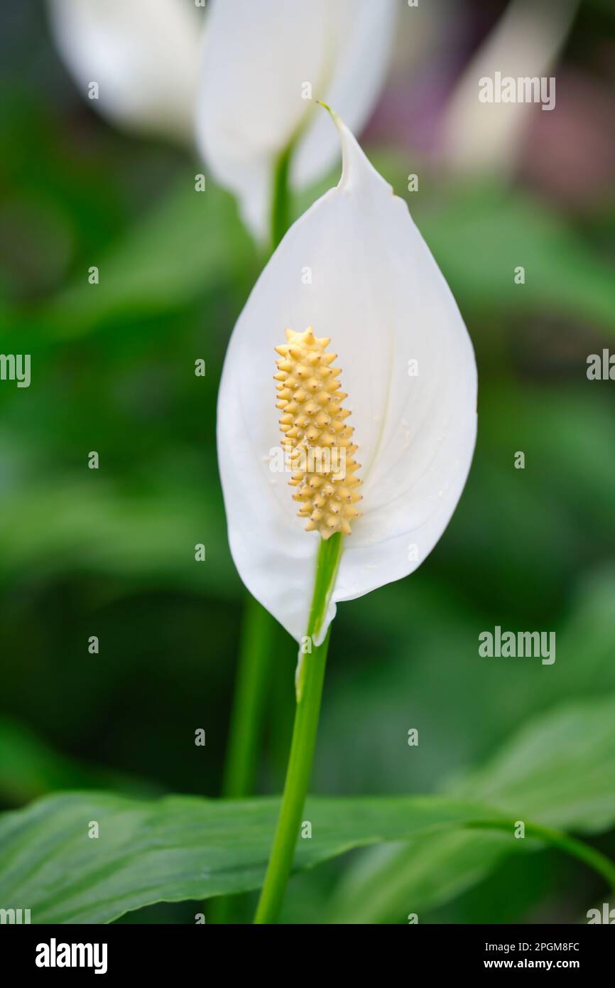 Araceae family hi-res stock photography and images - Alamy