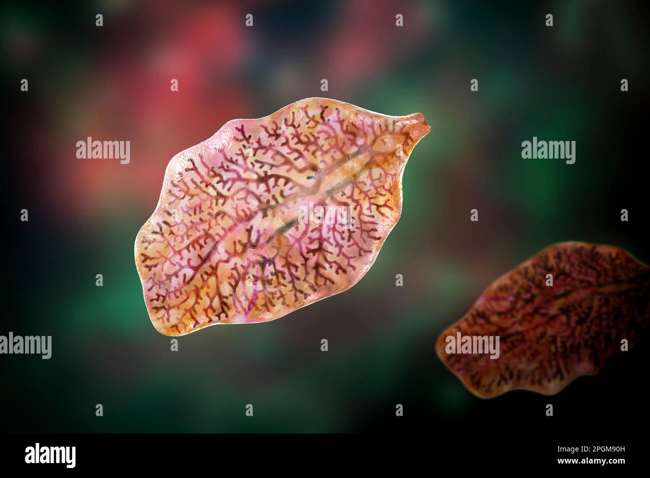 Flatworm illustration hi-res stock photography and images - Alamy