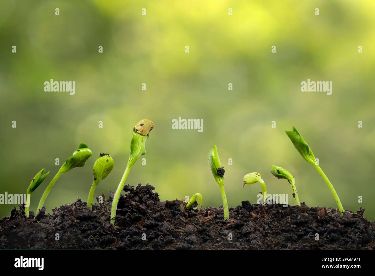 Horizontal shot of nine squash sprouts growing towards the sun with ...