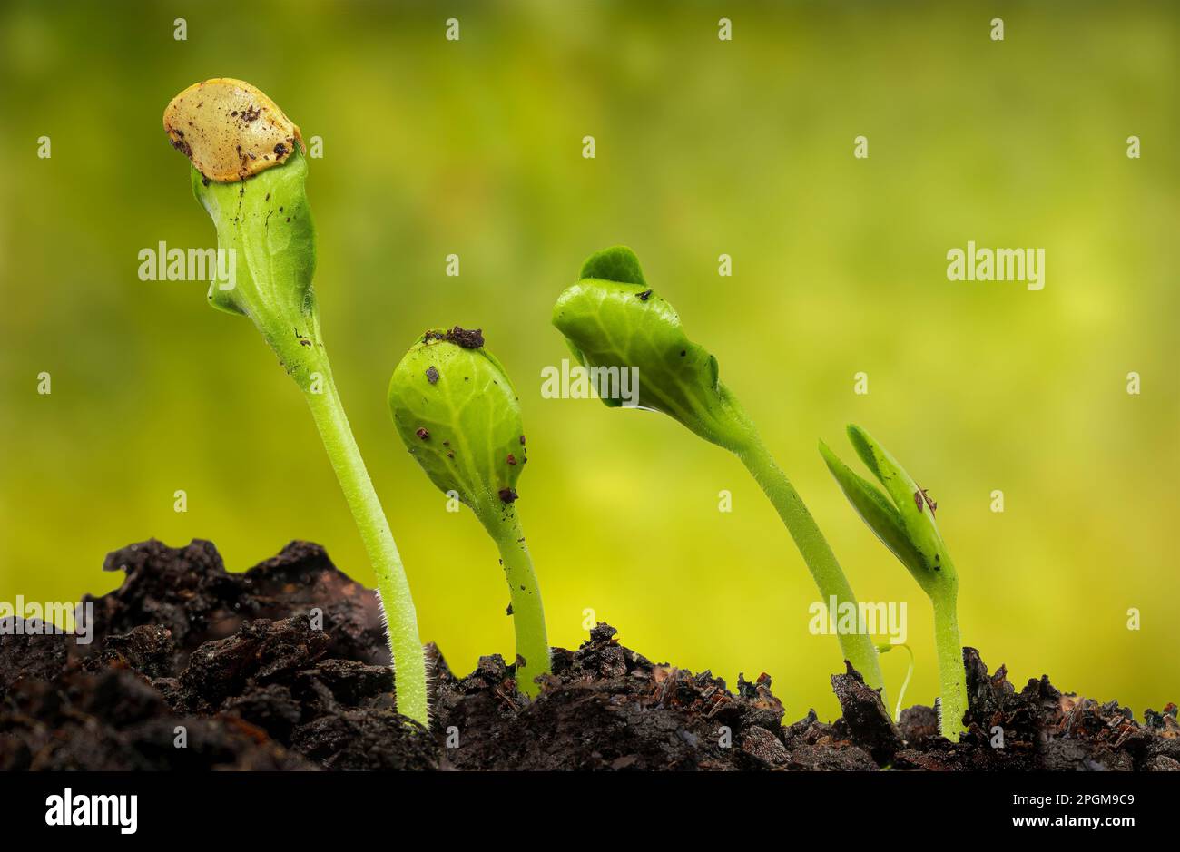 Horizontal horticulture hi-res stock photography and images - Alamy