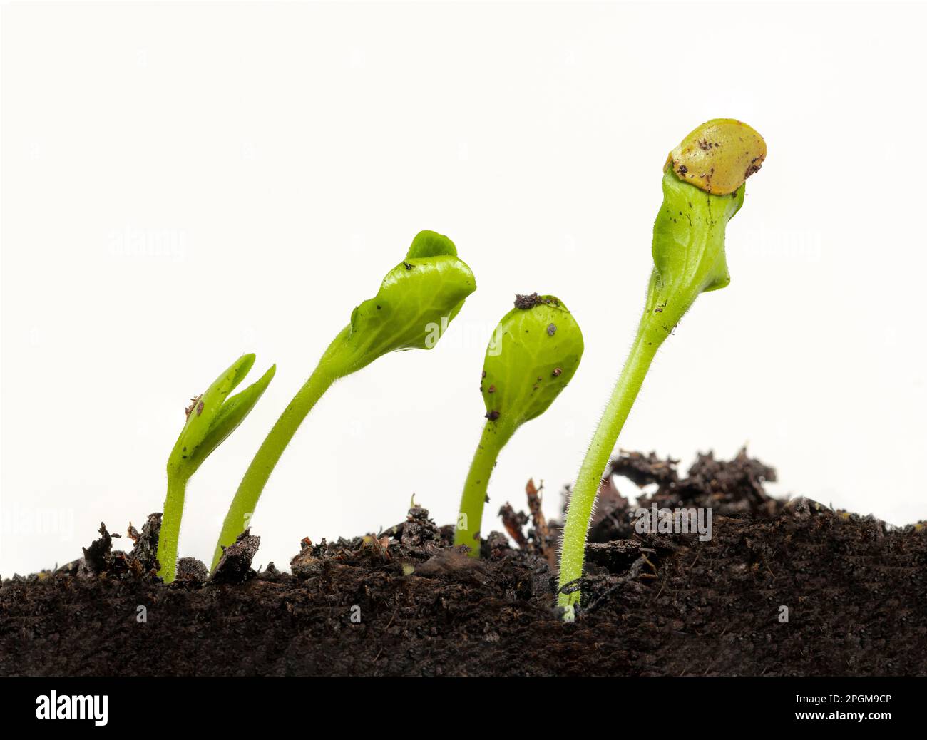 Horizontal shot of four young plants sprouting on white background with ...