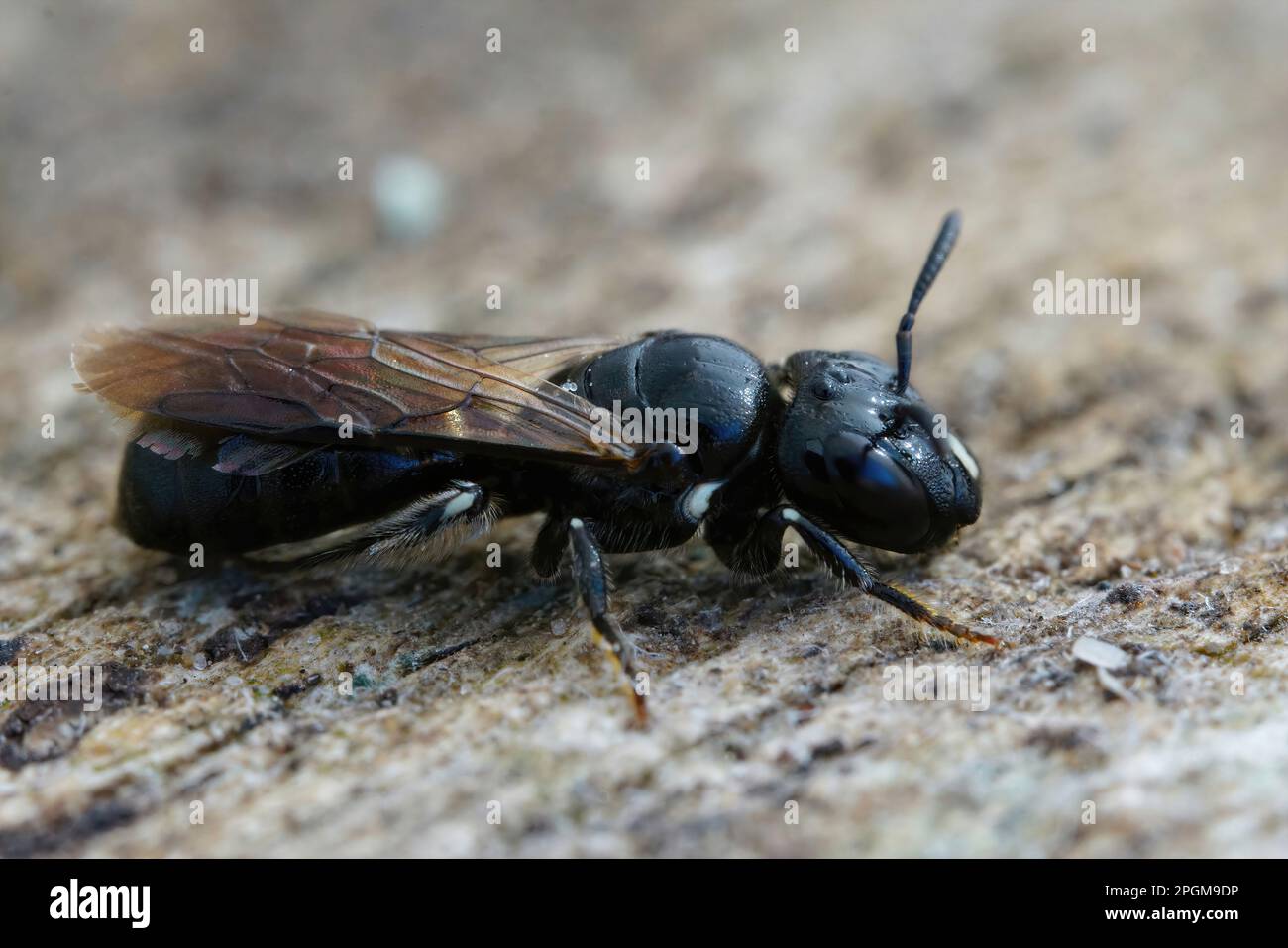 Closeup on a small black carpenter bee, Ceratina cucurbutina Stock ...