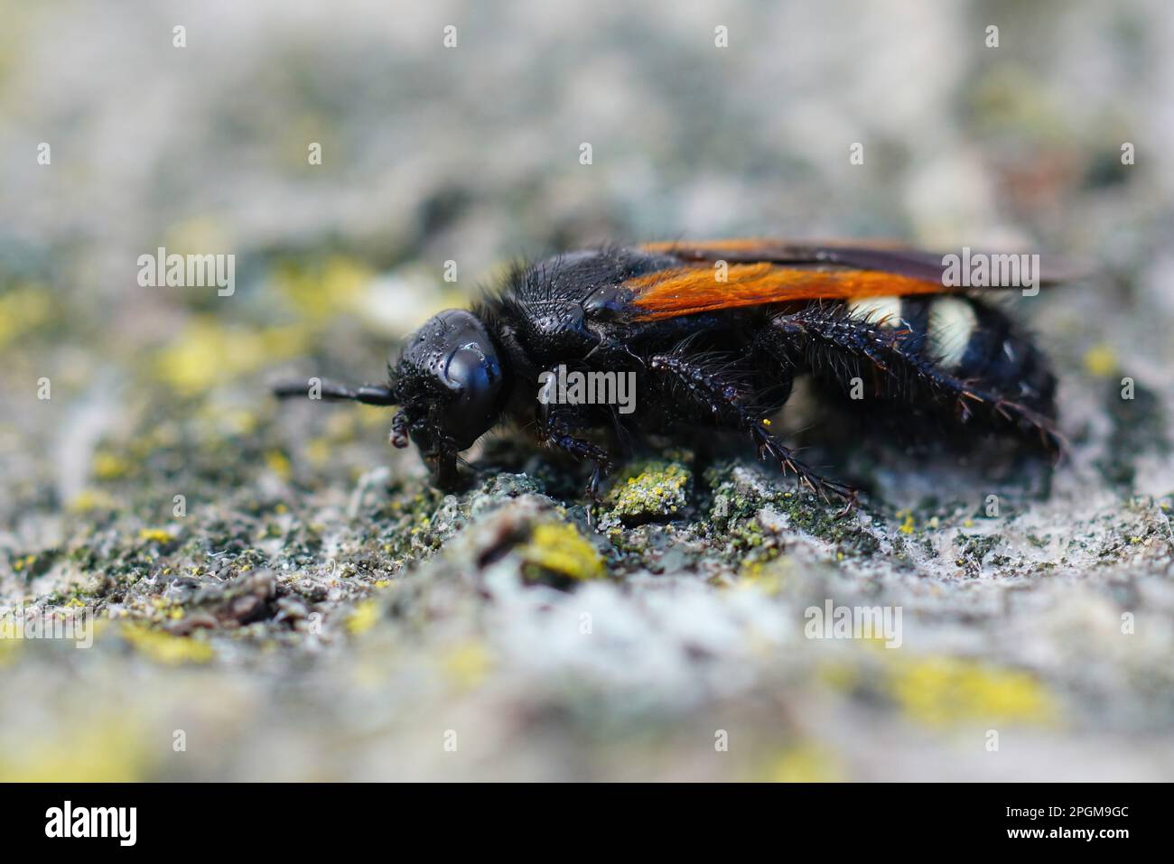 Scolia sexmaculata hi-res stock photography and images - Alamy