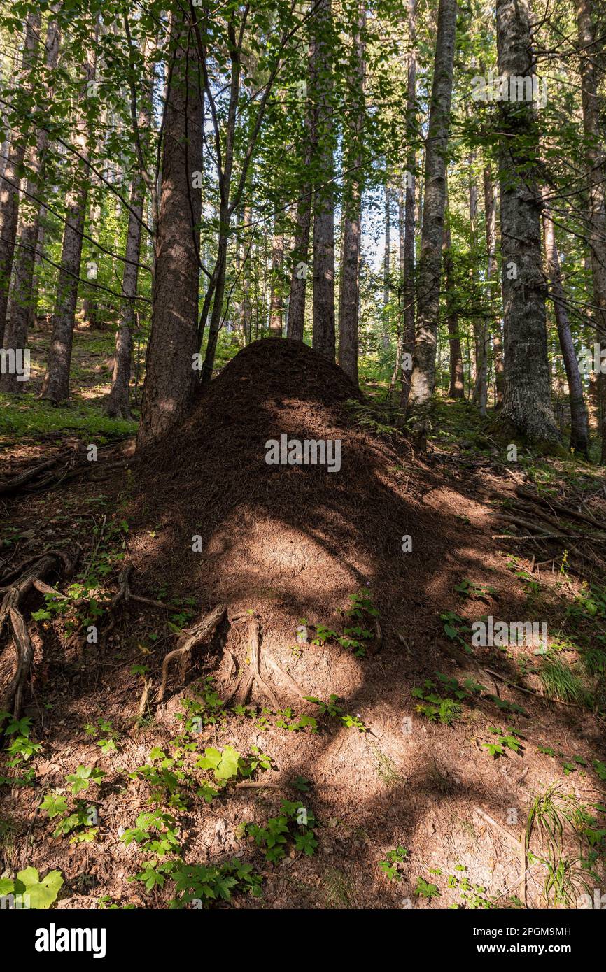 Large termite mound in the woods Stock Photo - Alamy
