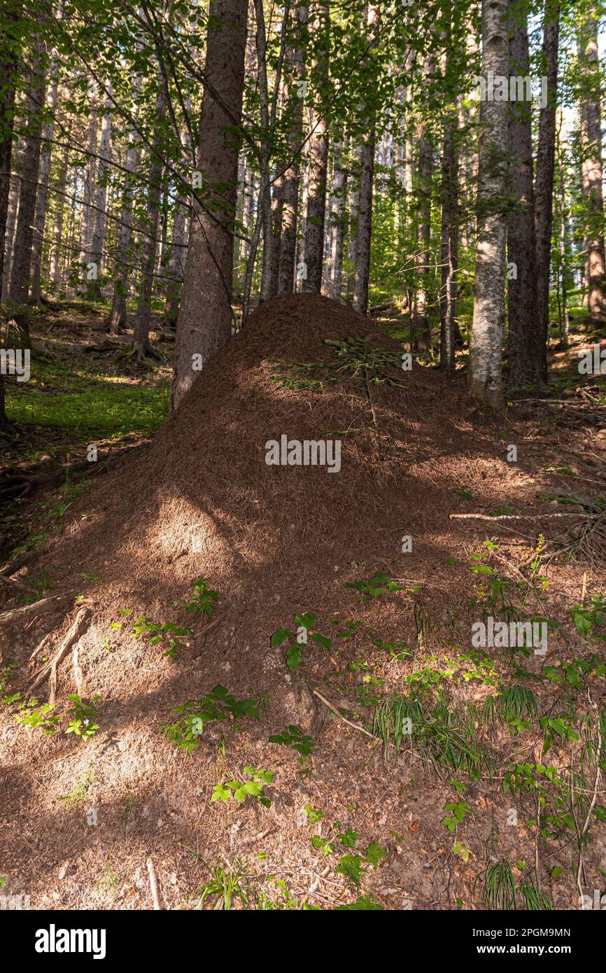 Large termite mound in the woods Stock Photo - Alamy
