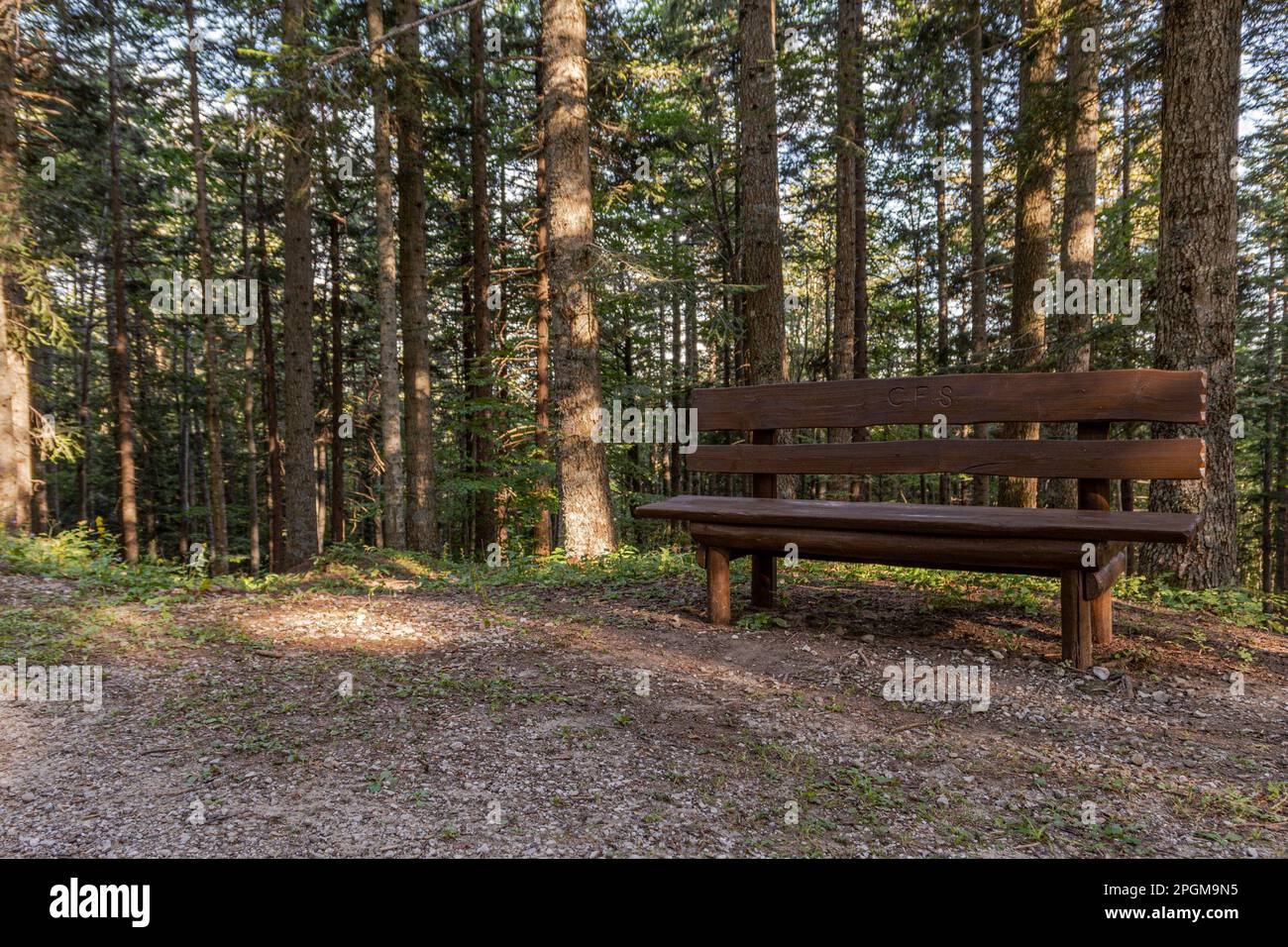 Lonely bench in a forest Stock Photo - Alamy