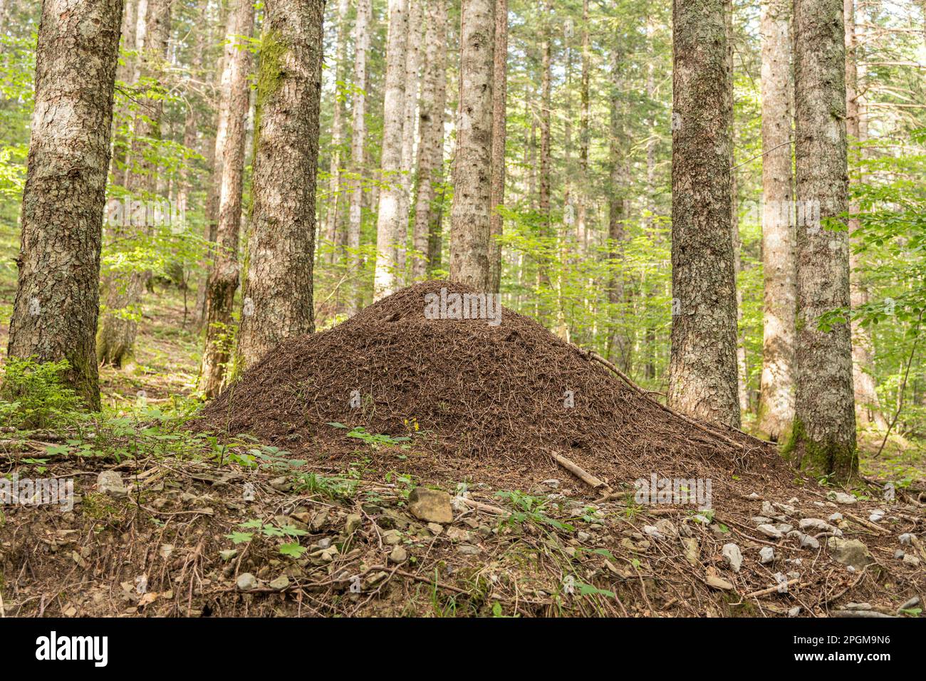 Large termite mound in the woods Stock Photo - Alamy