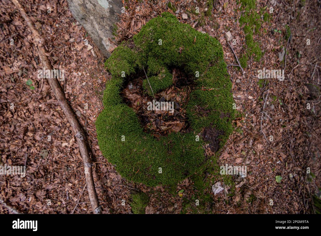 Vegetation and undergrowth hi-res stock photography and images - Alamy