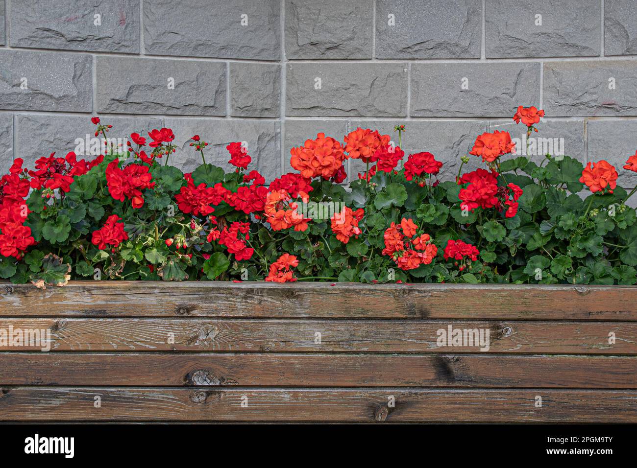 Wooden planter pot background with red geraniums Stock Photo - Alamy