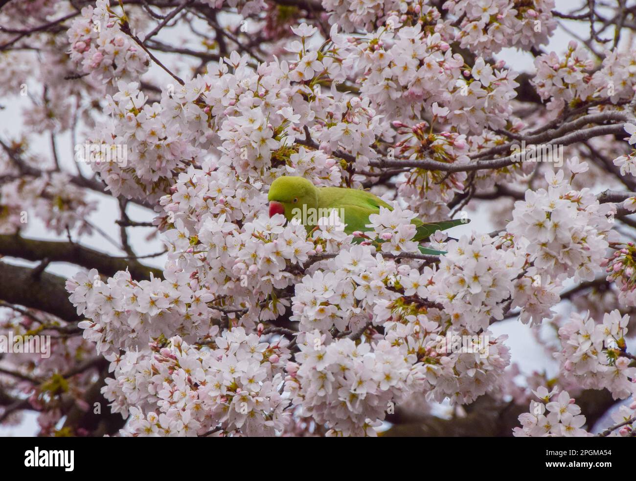 London, UK. 23rd March 2023. A ring-necked parakeet, also known as a ...