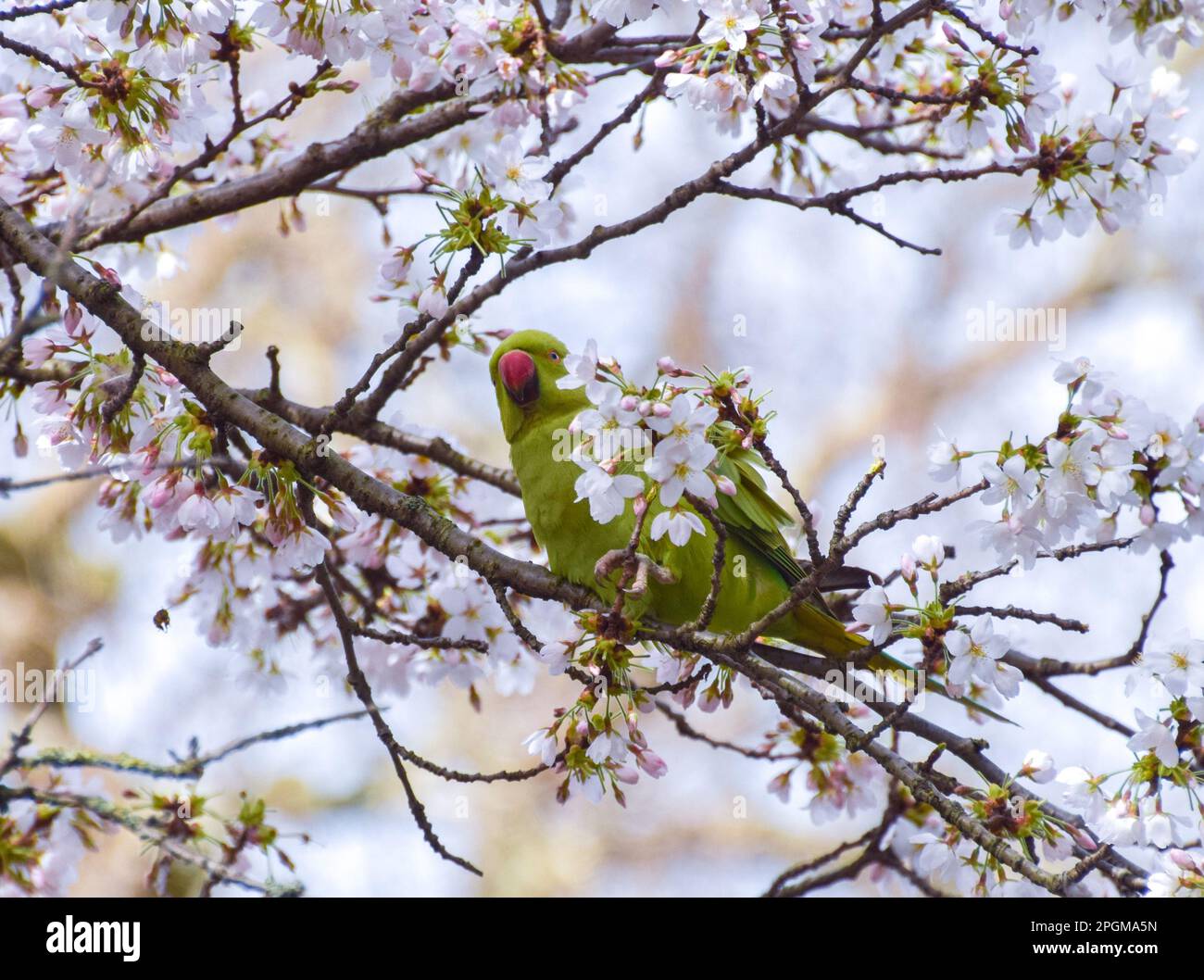 London, UK. 23rd March 2023. A ring-necked parakeet, also known as a ...