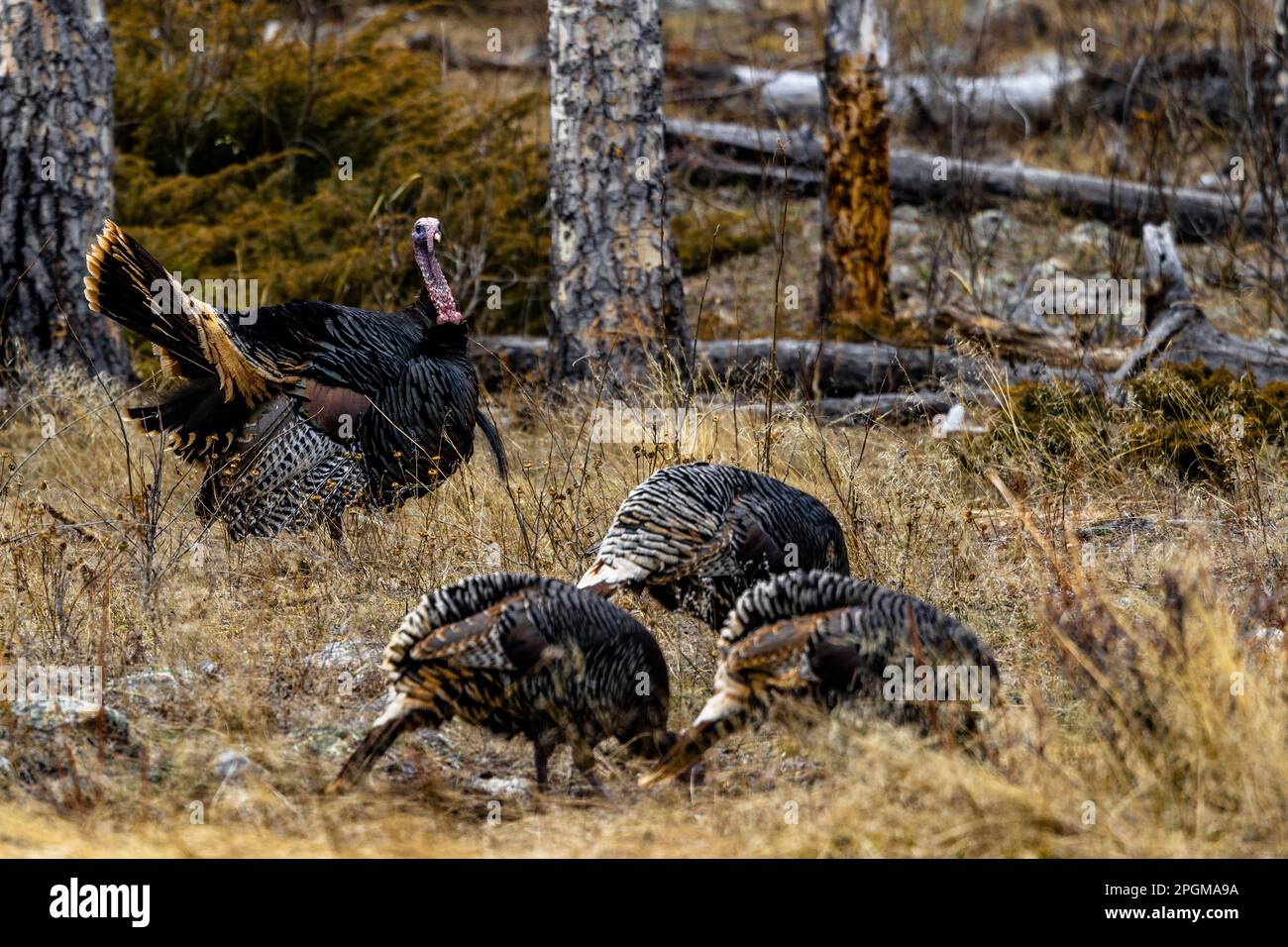 Turkeys in the woods hi-res stock photography and images - Alamy