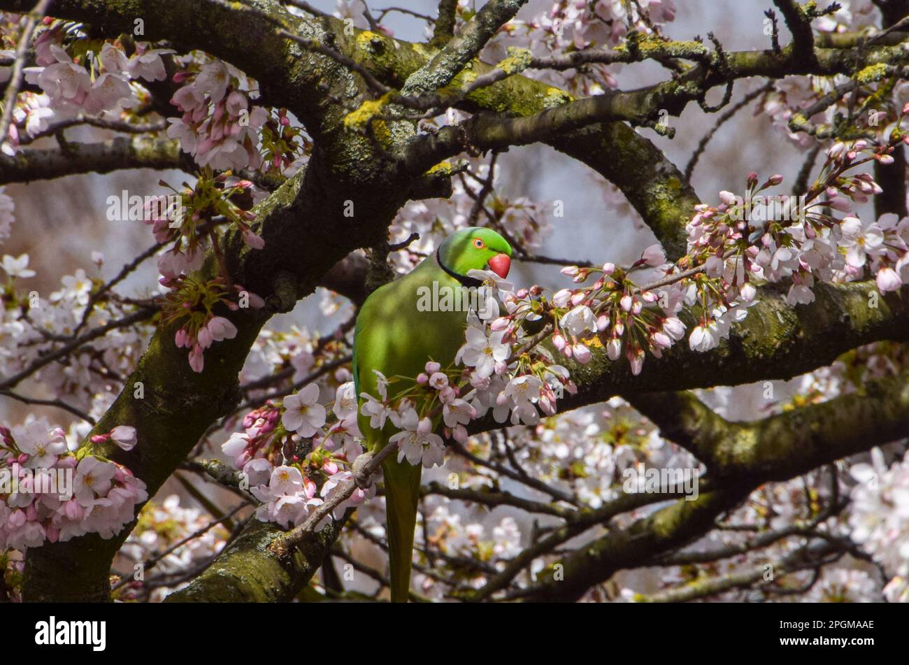 London, UK. 23rd March 2023. A ring-necked parakeet, also known as a ...