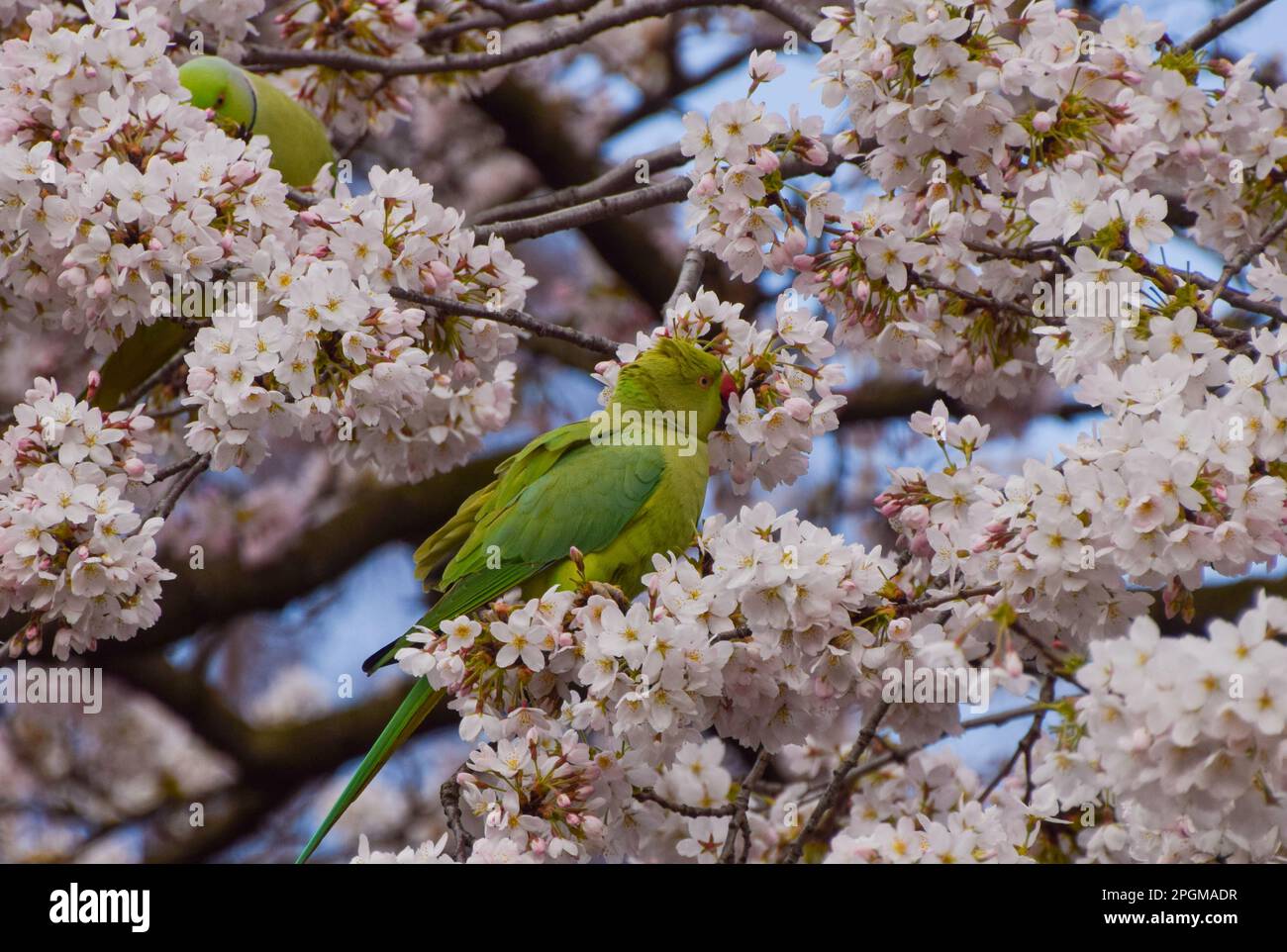 London, UK. 23rd March 2023. A ring-necked parakeet, also known as a ...