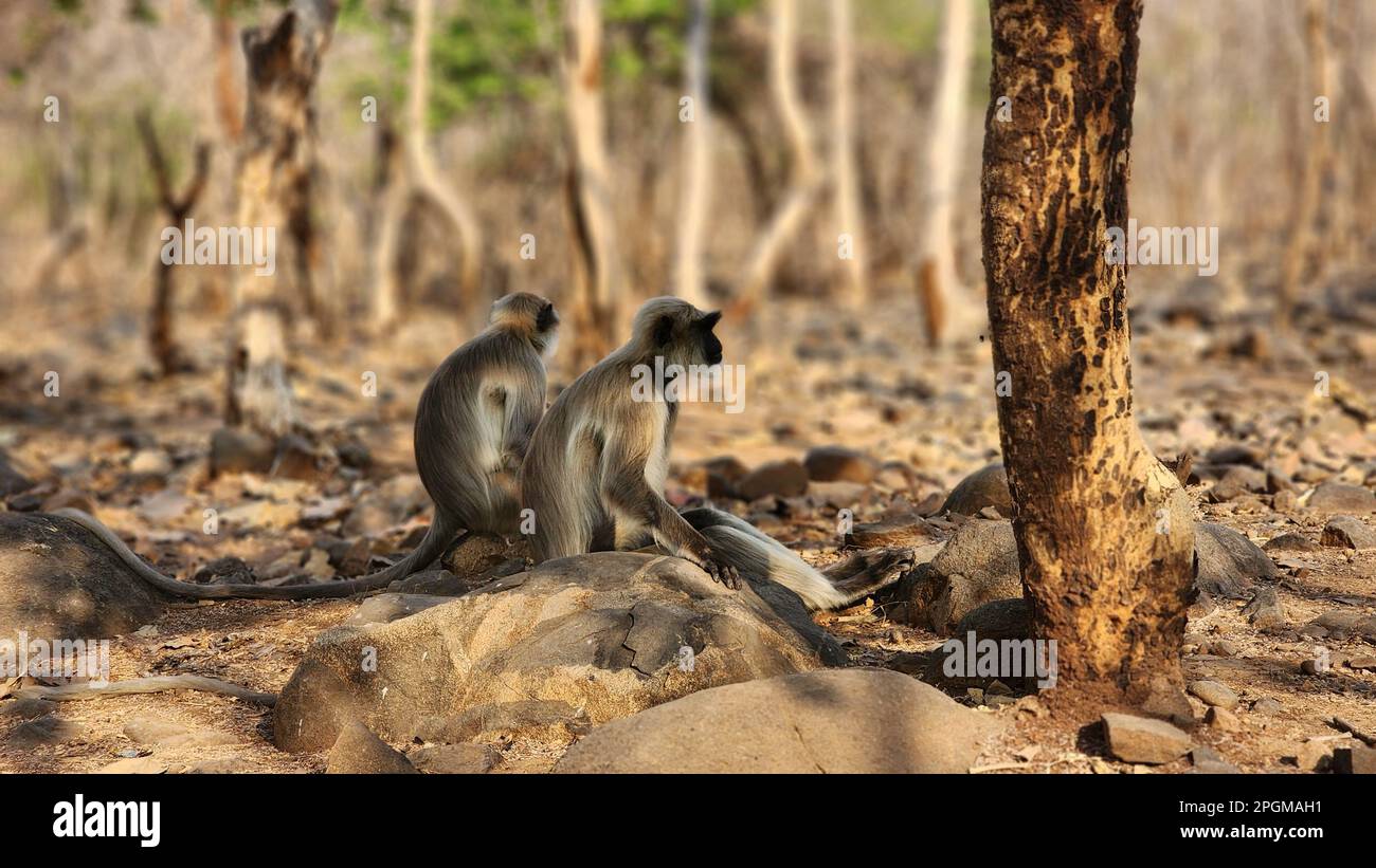 Curious monkeys perched on the forest ground, examining a pile of ...