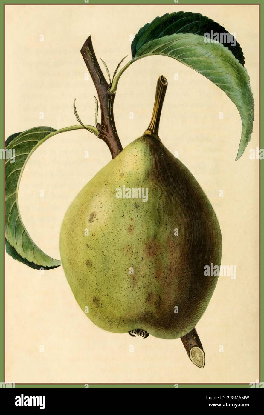 Pear lithograph fruit hi-res stock photography and images - Alamy