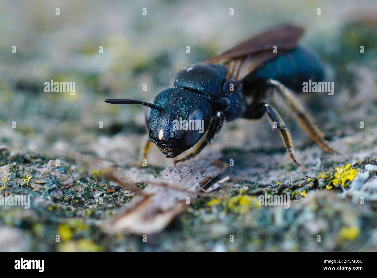 Frontal closeup on a Mediterranean metallic blue colored small ...